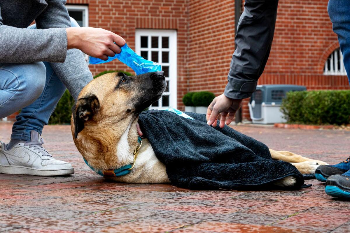 Erste-Hilfe-Kurs für Hund und Halter in Mannheim